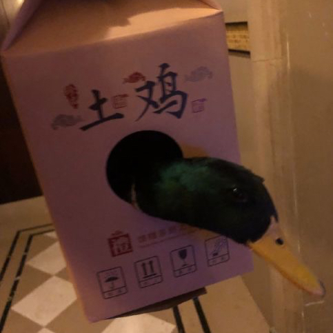 小烧鸡惹 