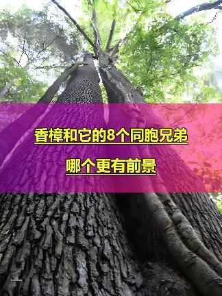 香樟和它的8个同胞兄弟:哪个更有前景? #园林绿化 #香樟 #猴樟 #油樟 ...