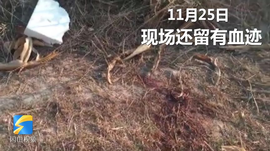 9岁女童被恶犬咬死,恶犬曾死死咬住其脖子,现场仍残留大片血迹