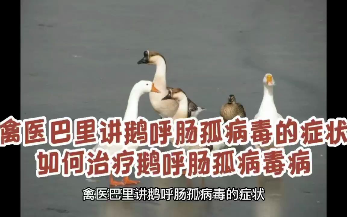 禽医巴里讲鹅呼肠孤病毒的症状,如何治疗鹅呼肠孤病毒病