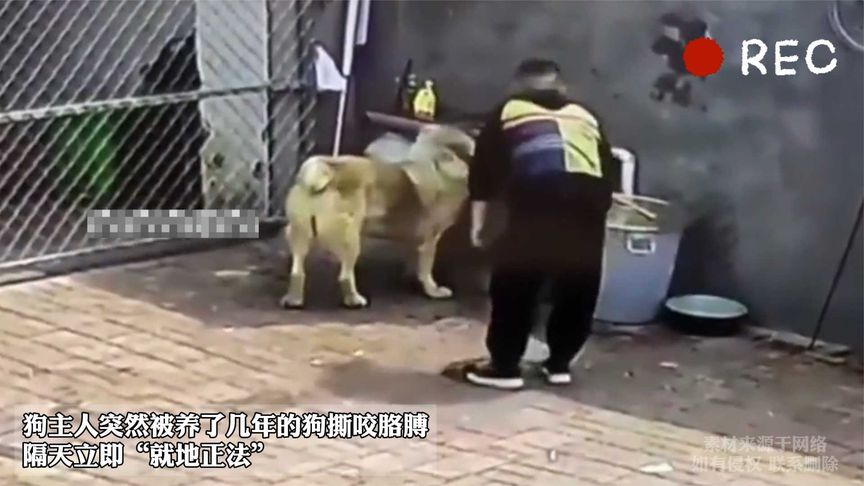 男子突然被养了几年的狗撕咬胳膊 隔天立即“就地正法”