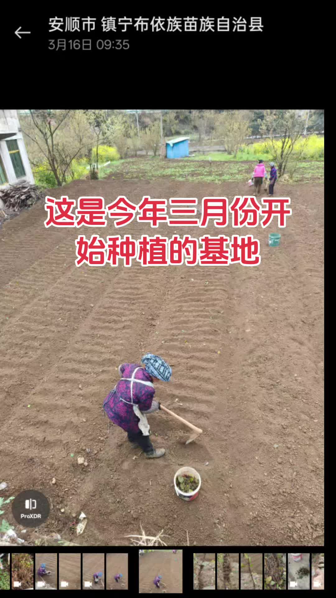 #新农人计划 #抖音助农扶农 #野地瓜种植 #农业种植致富项目推荐 #...