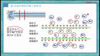 【选择性必修1·稳态与调节】2.3神经冲动的产生和传导