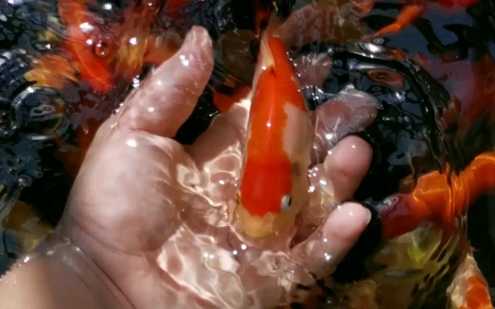 锦鲤水花成长记录