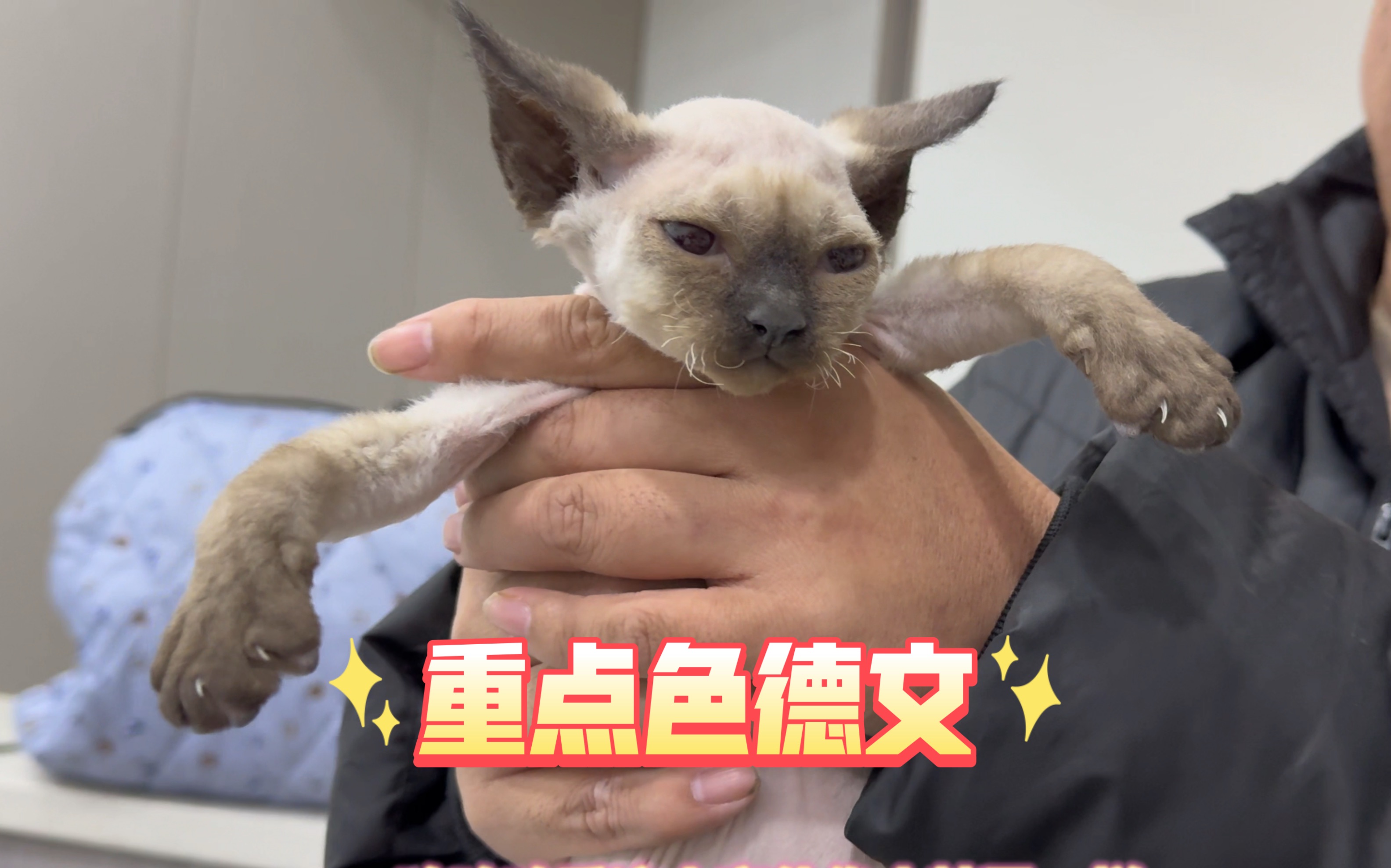 有病的猫坚决不能发,又给客户重新找了只