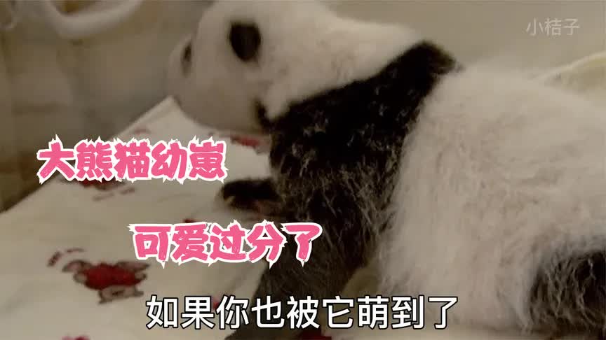大熊猫当妈不易,刚出生的大熊猫幼崽,可爱的过分了吧