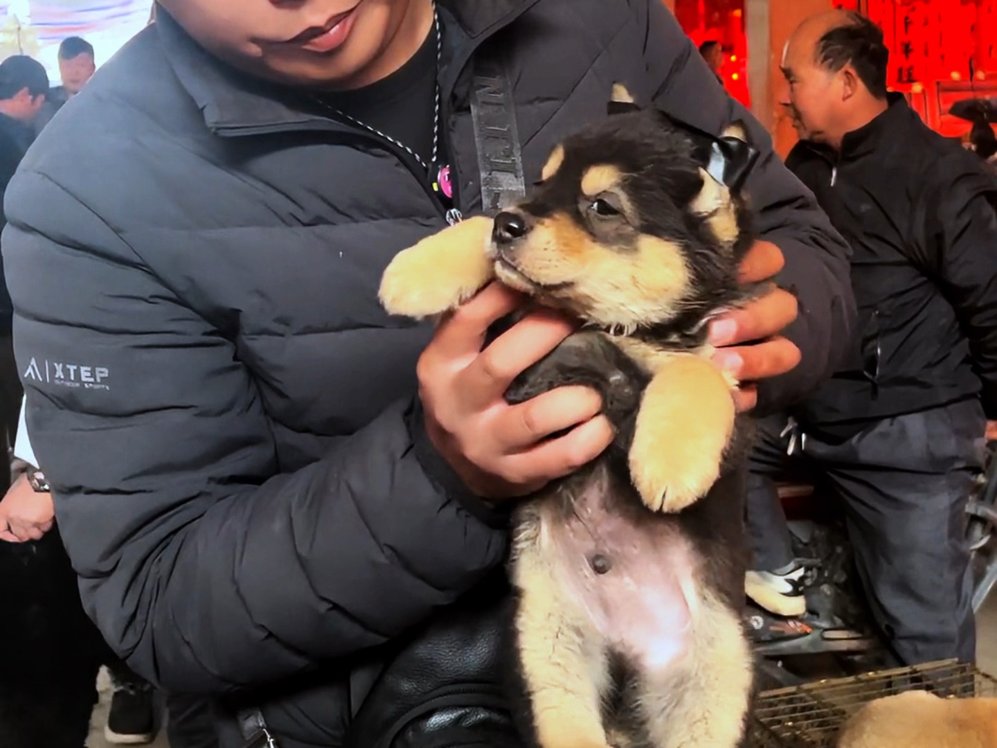 揭秘中华田园犬真实成交价格