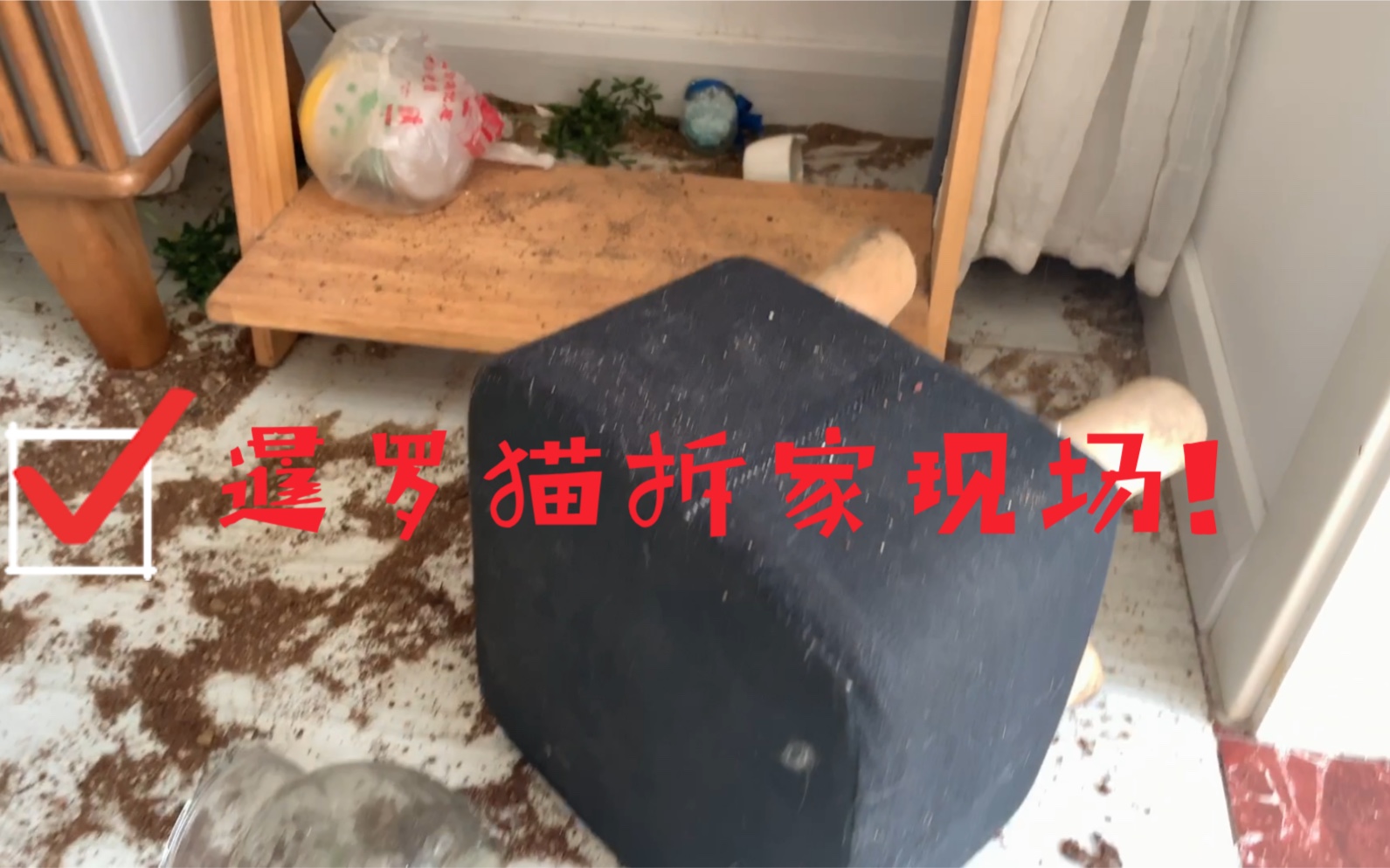 暹罗猫这拆家能力,不比哈士奇差多少吧。我真是心态崩了啊!