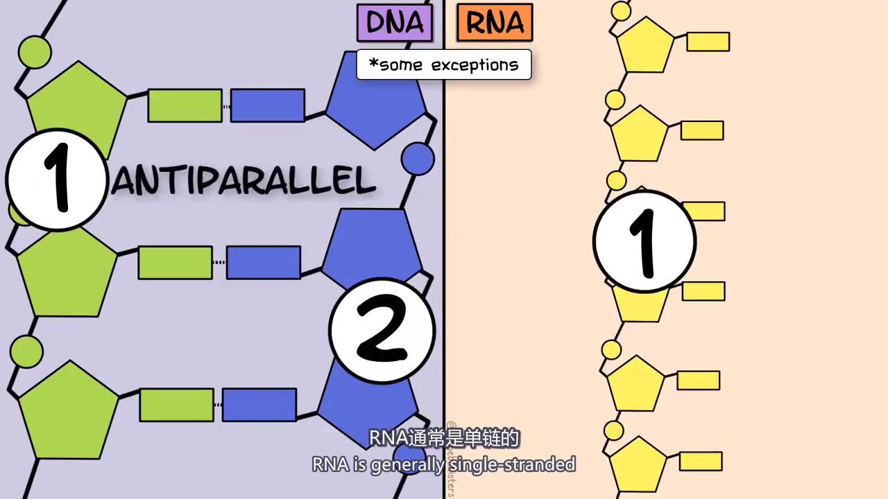 DNA和RNA的区别
