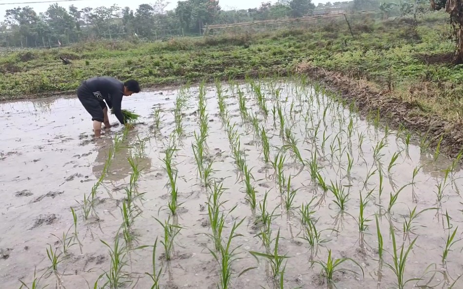 南方水稻是怎样种,分享给大家,清明节左右种水稻