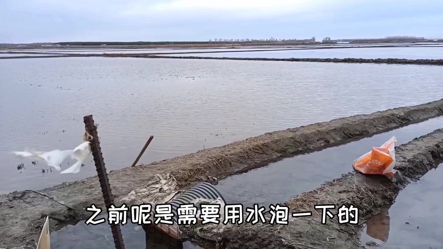 东北到了水稻种植季节,今天去地点看看,一望无际的水稻田