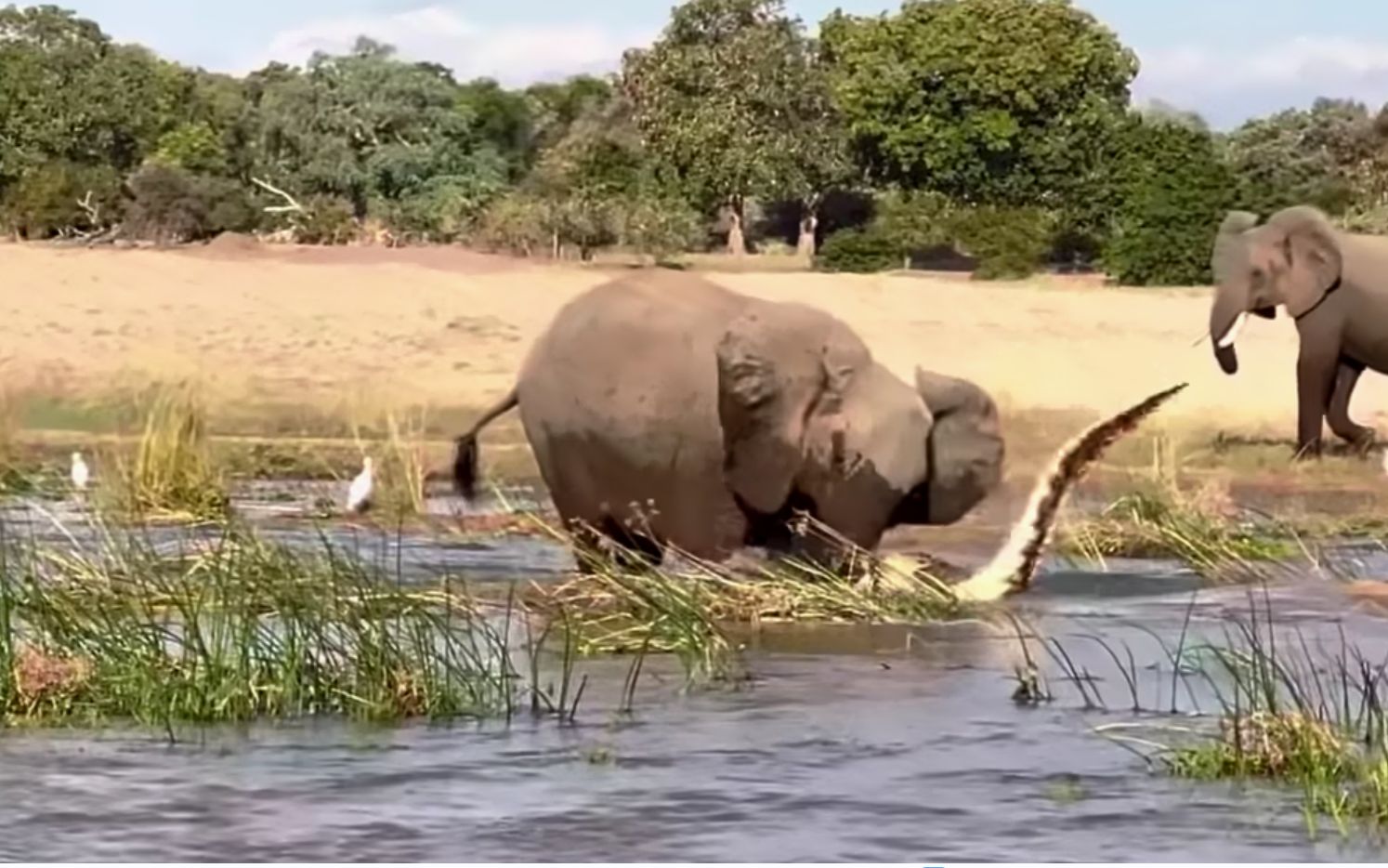 鳄鱼.ZIP,在大象眼里鳄鱼也只是一条鱼