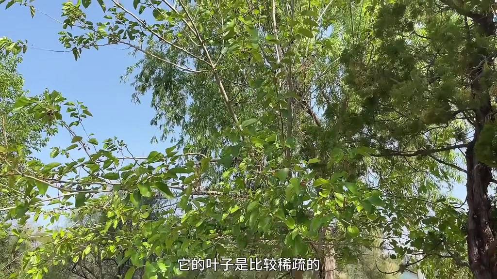 桑树那些你不知道的事儿
