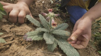 农村这种珍贵稀少的草药,野生地黄,你知道它的厉害用途吗?