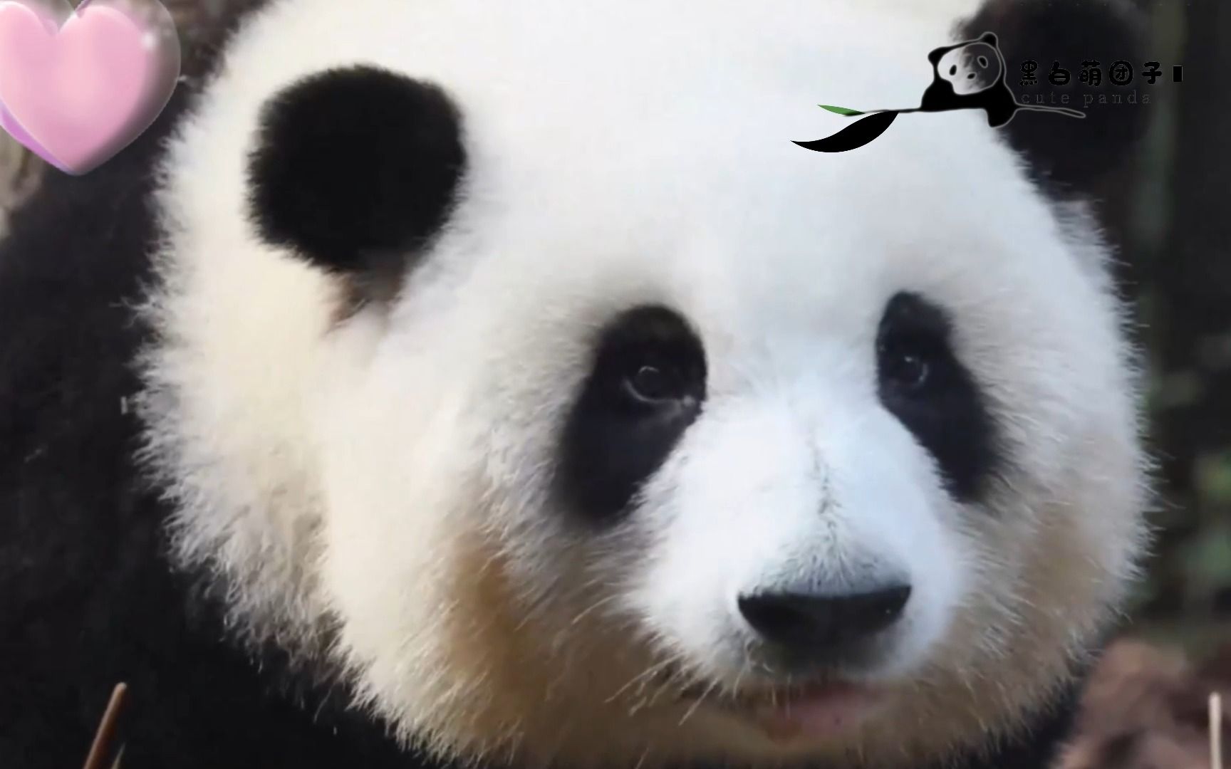 【大熊猫颜值排行榜】谁是你心中最好看的那只熊?每只都漂亮啊