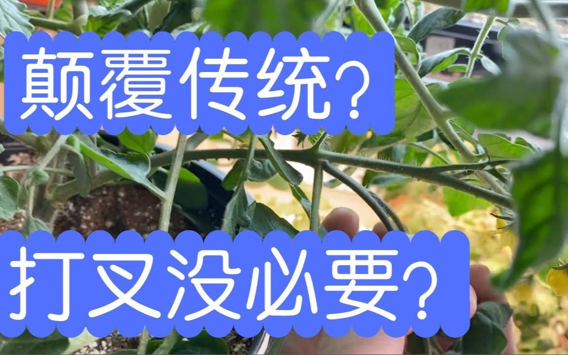 西红柿打叉 - 西红柿要打叉吗?柿子怎么打叉?是否打叉你做主!