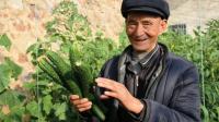 用了几十年的这种农药, 防虫、防病, 还能调节营养, 太实用了