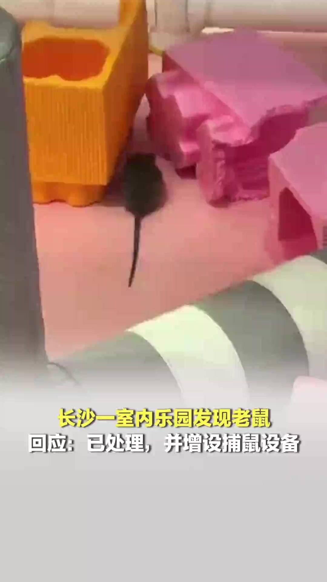 长沙一室内乐园发现老鼠,商场回应:已处理,并增设捕鼠设备