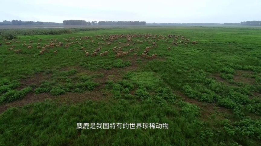 麋鹿是我国特有的世界珍稀动物
