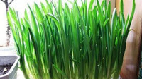 原来这才是水培大蒜的正确方法,学会天天吃新鲜蒜苗,快回家试试