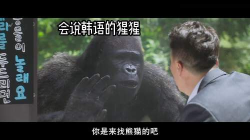 猩猩界也有大sai迷?