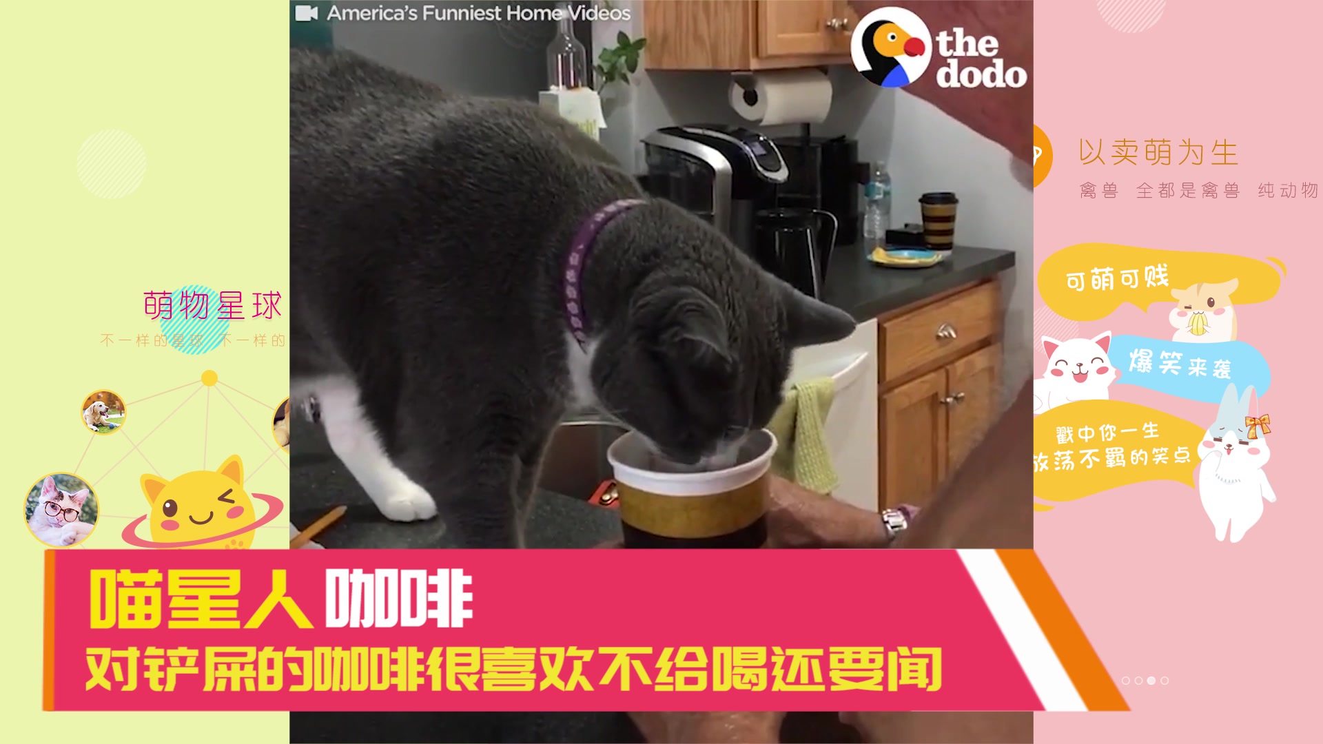 ...对铲屎的咖啡很喜欢,不给他喝还要闻到咖啡的味道之后就很软的撒娇