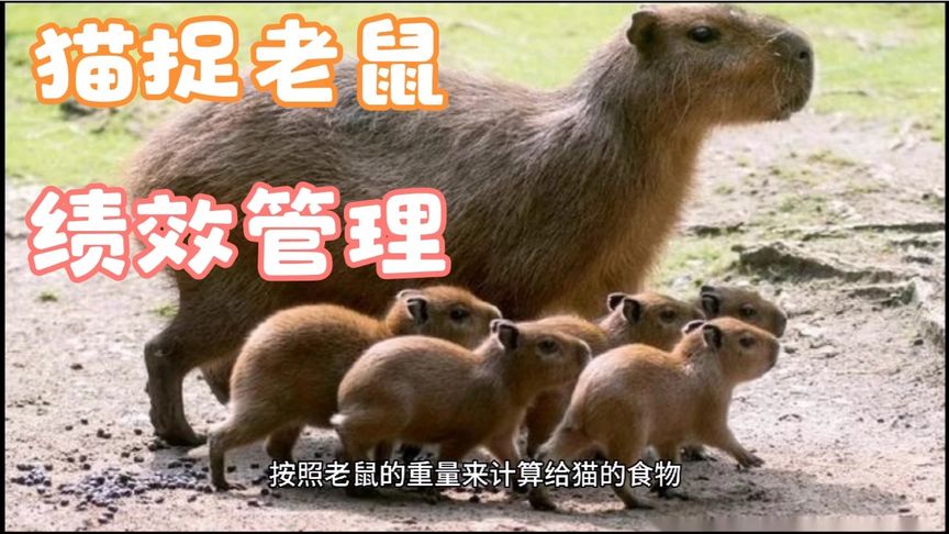 绩效管理就如同猫捉老鼠,为什么呢?请看