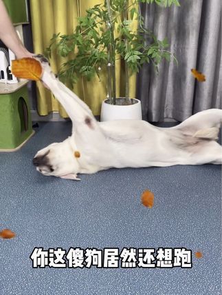 谁家小狗洗澡还要去宠物店啊,老费钱了 #新手养狗 #宠物洗澡 #免洗手套