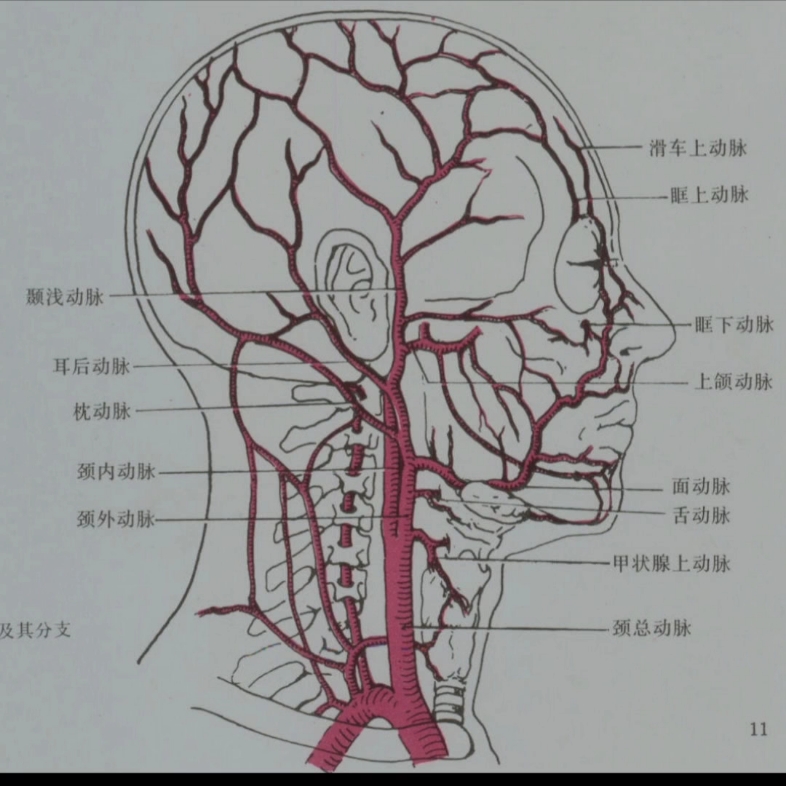 颈外动脉和他的分支