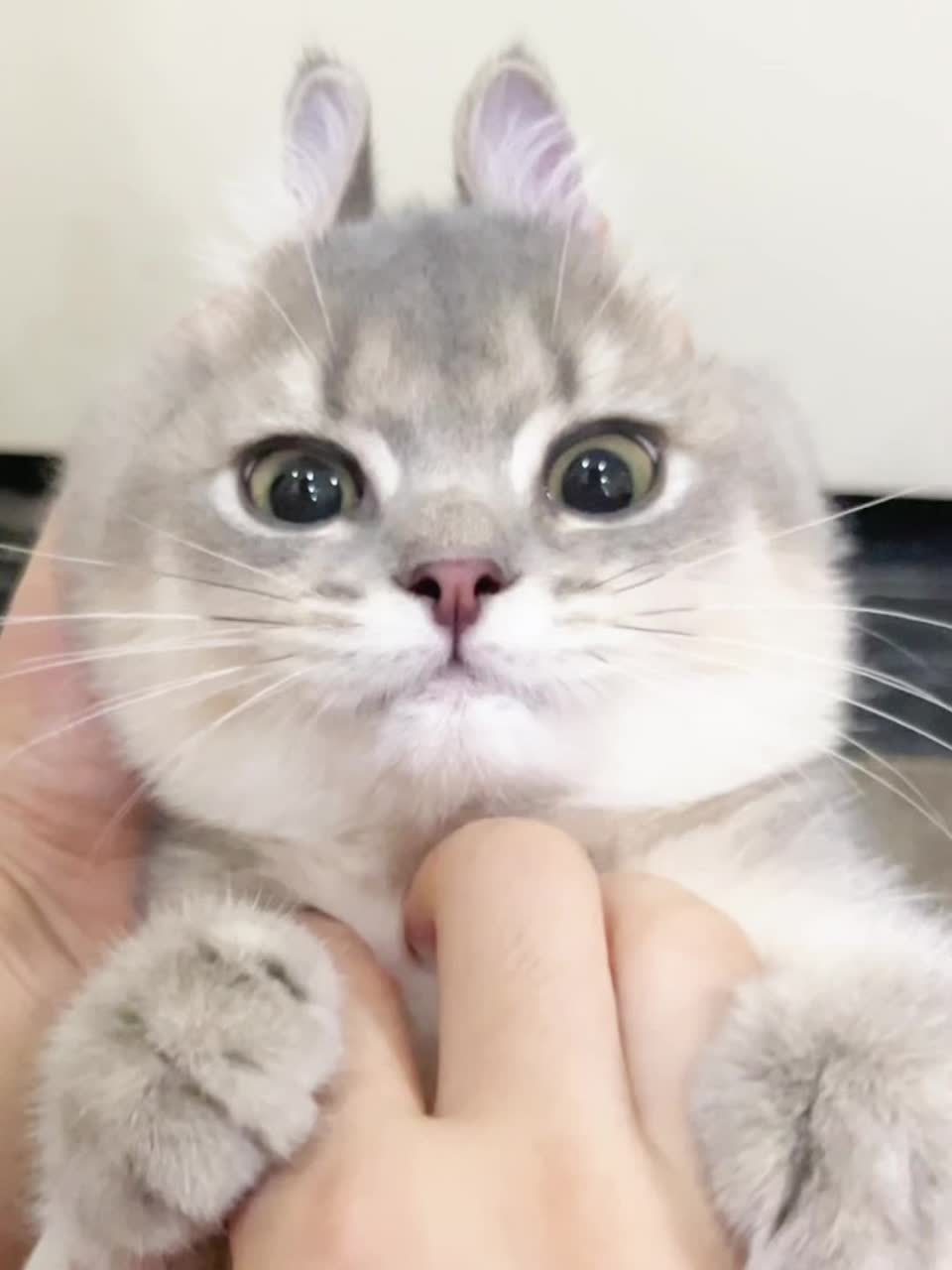 猫咪信任度测试,一点难度都没有! #小奶猫 #万物可爱计划#快接小猫电话