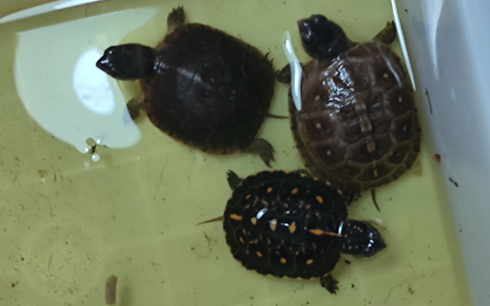 新手必看!最全面的乌龟生病治疗方案,让你的乌龟远离生病的困扰。