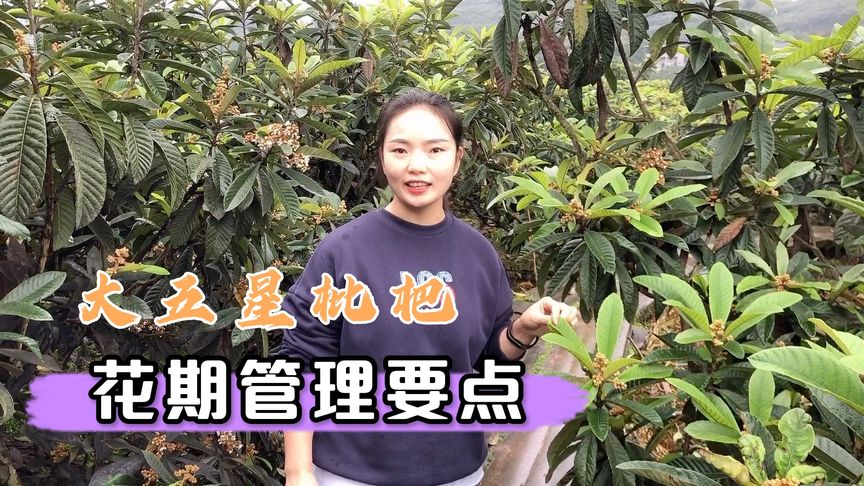 大五星枇杷花期管理要点