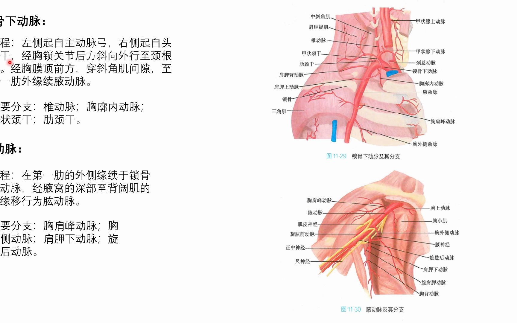 系统解剖学-心血管系统之体循环的主动脉(锁骨下动脉)
