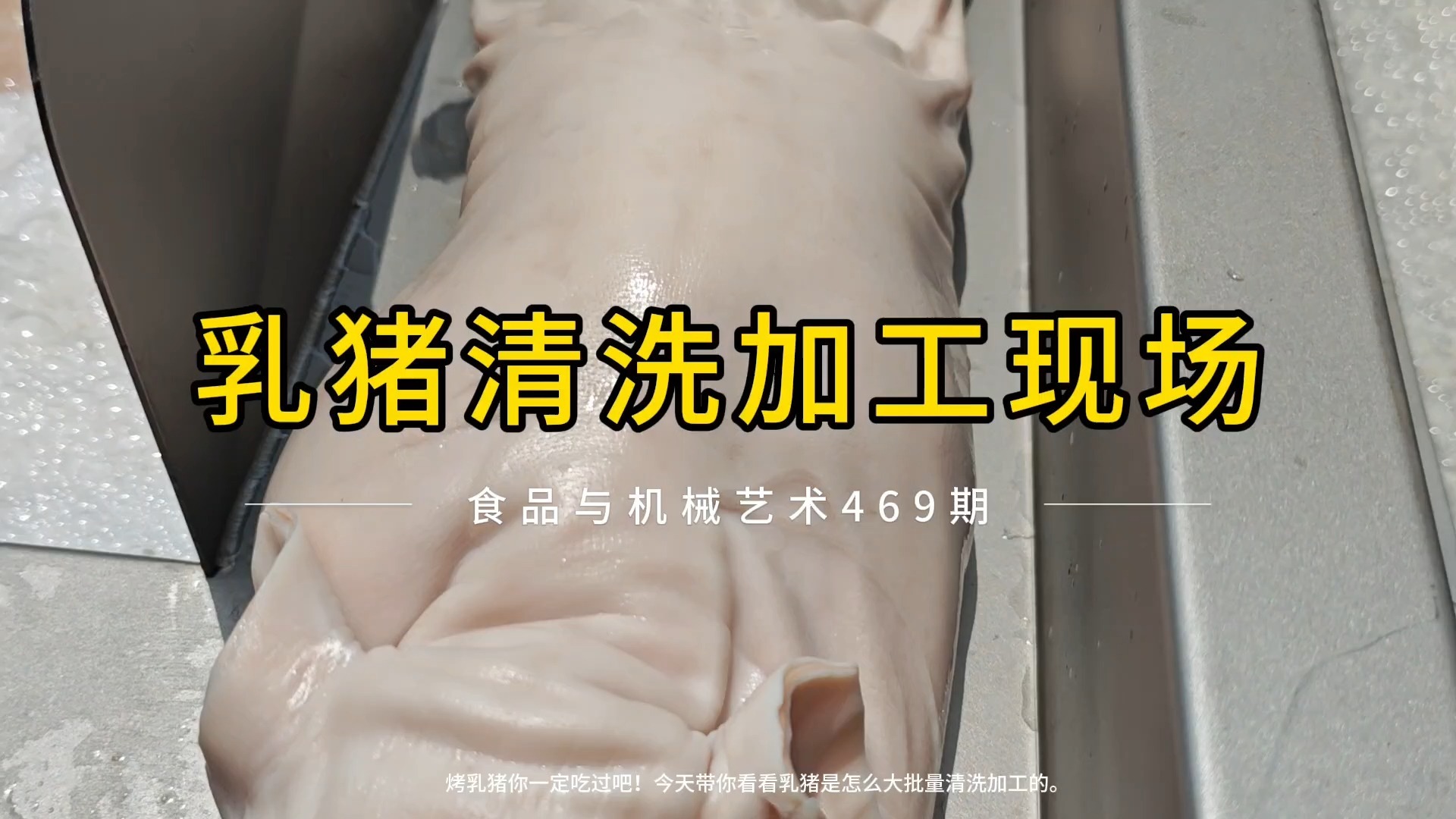 乳猪自动清洗机技术解析与应用场景