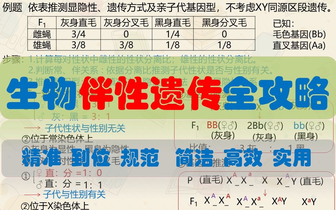 伴性遗传(一) 高中生物 必修2 遗传与进化 第二章第四节 一轮复习