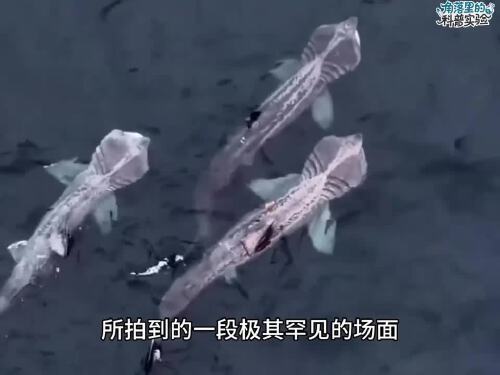深海惊现巨型不明生物,平静海面下暗藏恐怖巨影!