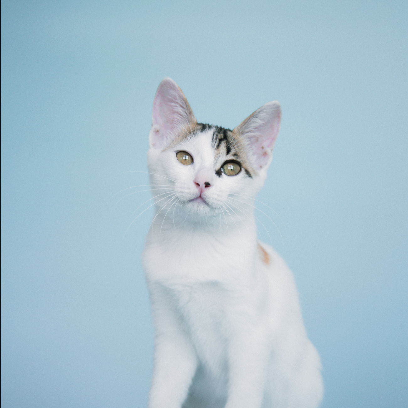 小喵喵家大猫猫 