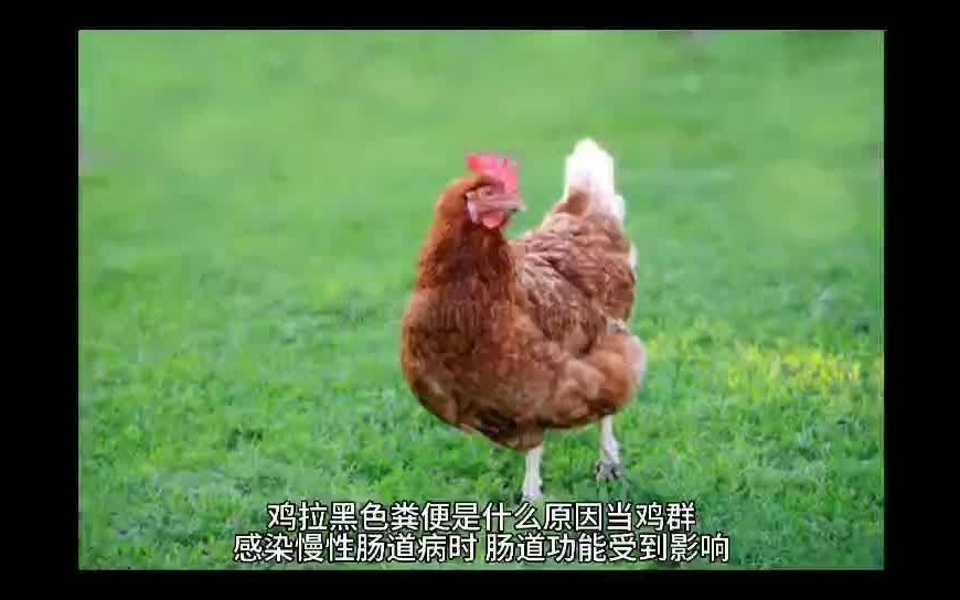 鸡拉黑色粪便是什么原因 小鸡为什么会拉黑色的粪便 小鸡拉黑稀屎...