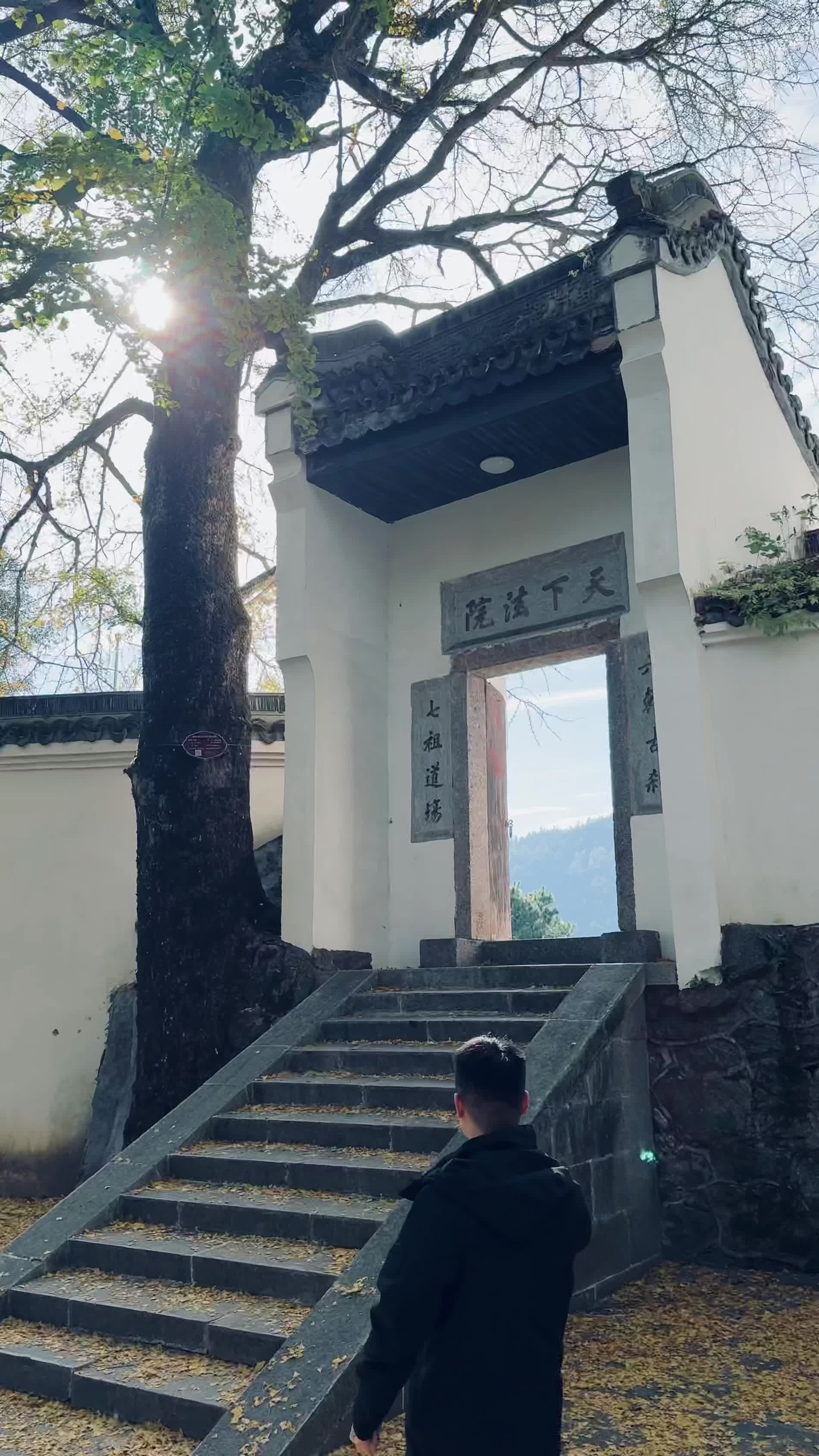 今天再大的事 到了明天都是小事 到了明年就是故事#千年银杏 #远离...