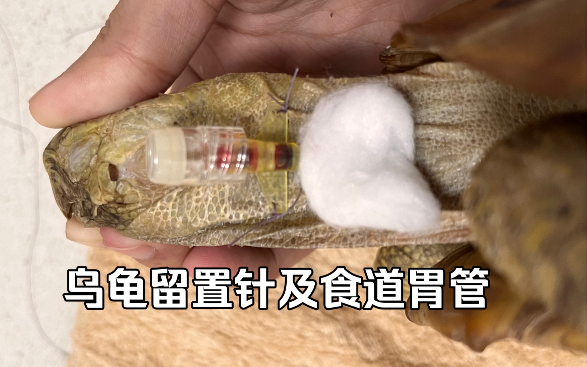 乌龟的留置针和食道胃管操作