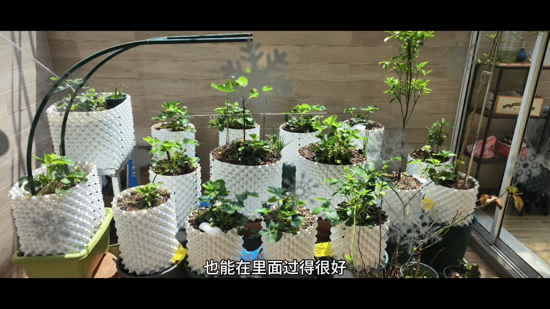 平衡种植法的容器,为什么推荐高直型控根盆上面再加控根器?