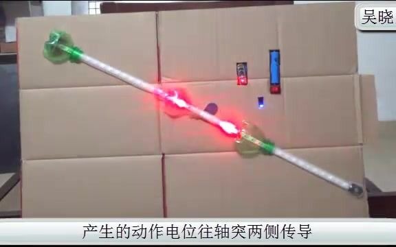 模拟神经冲动传导与传递的教具