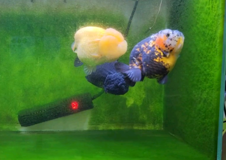 清水绿苔 又要出差