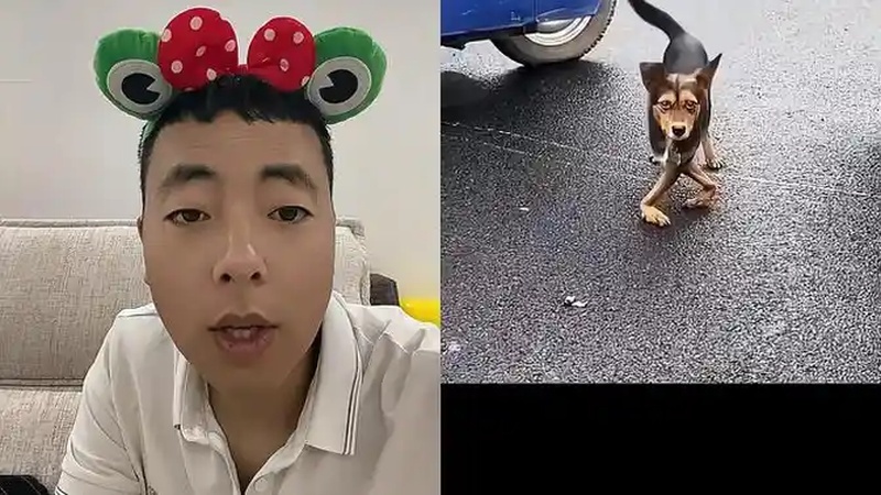 狗狗也太会表演了