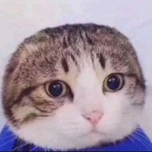 蒙太奇科技喵 