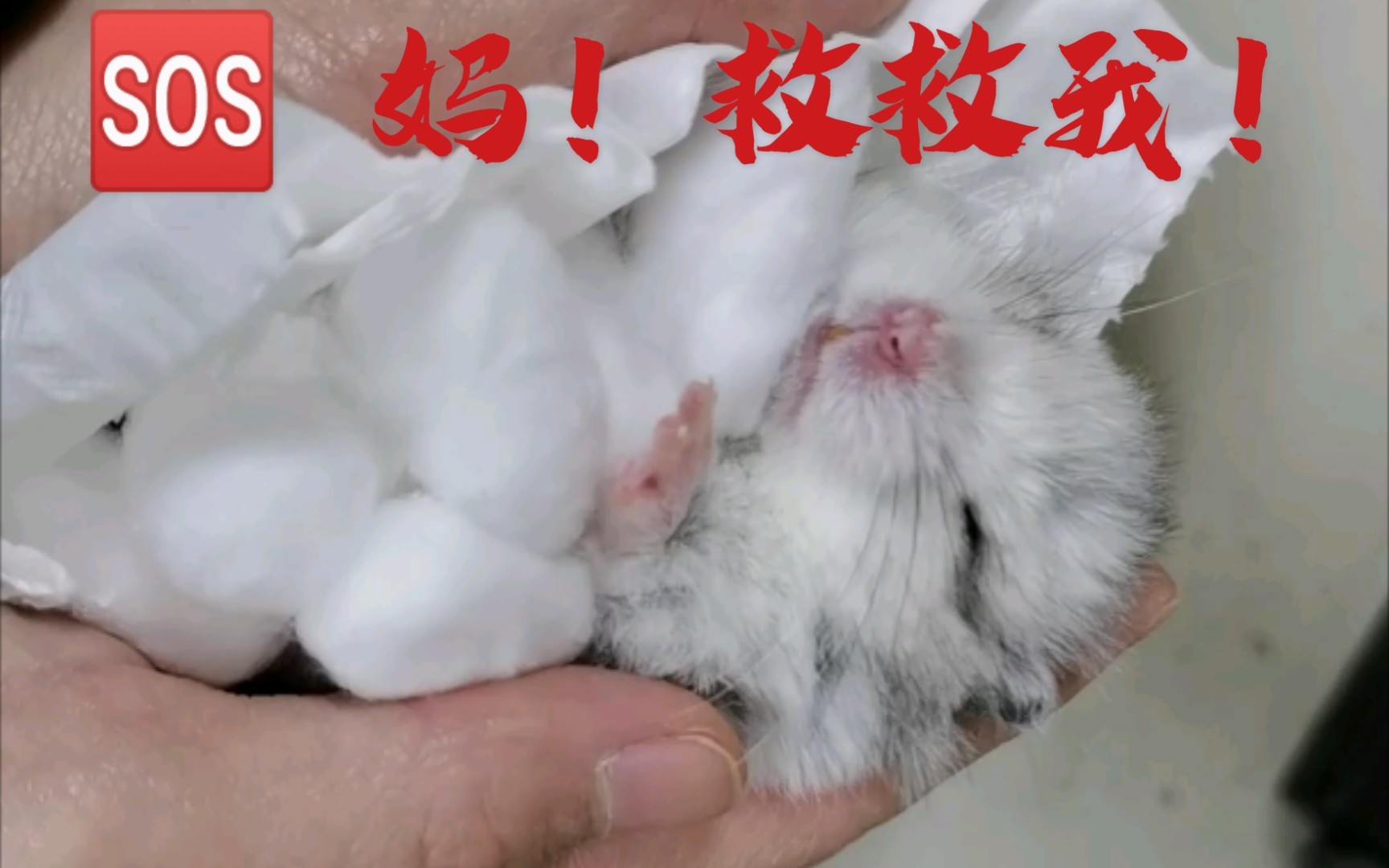 分享|仓鼠伪冬眠该如何拯救?!千万不要放弃崽崽啊鼠妈们!