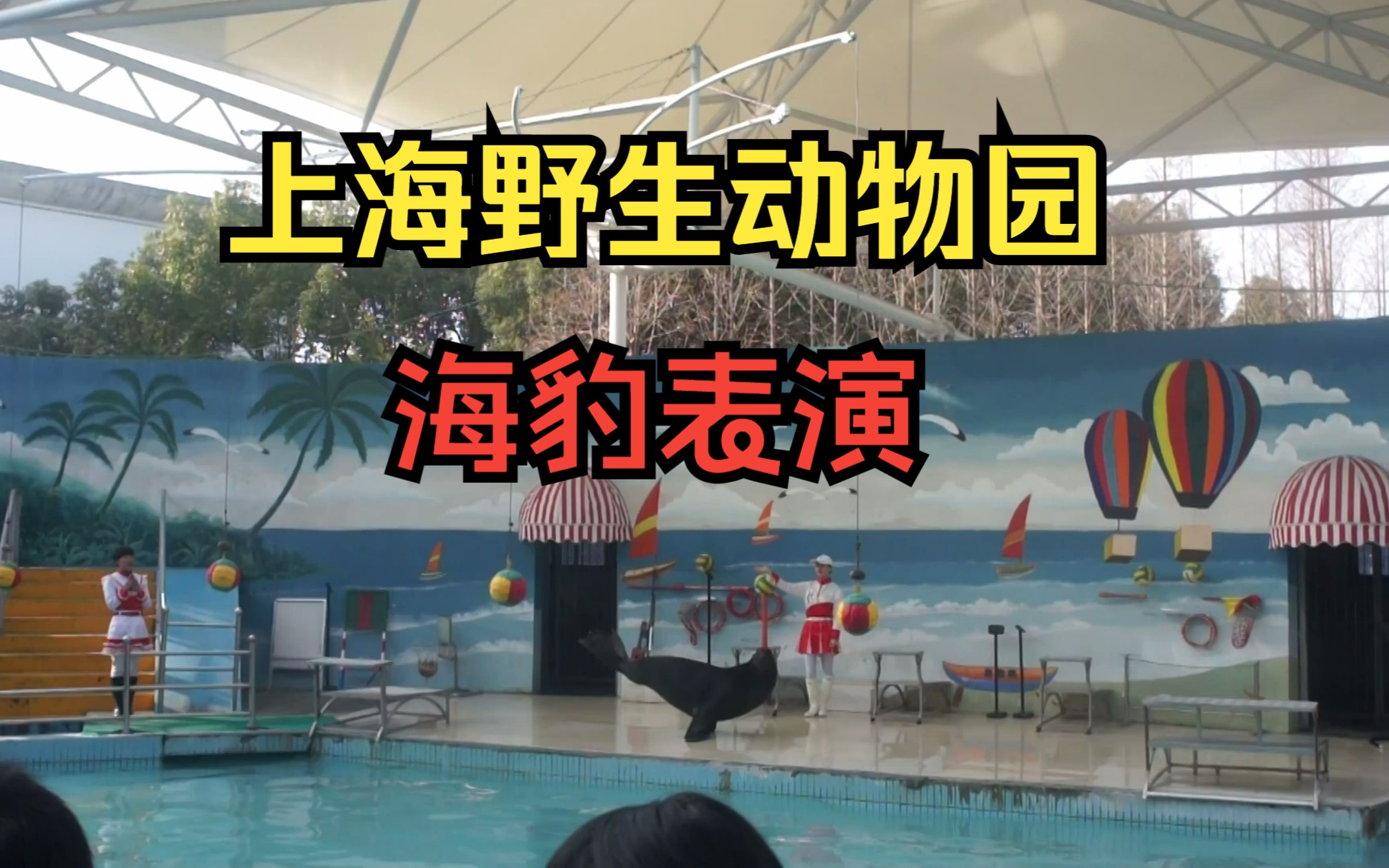 【珍贵资源】2015年上海野生动物园海豹表演实录