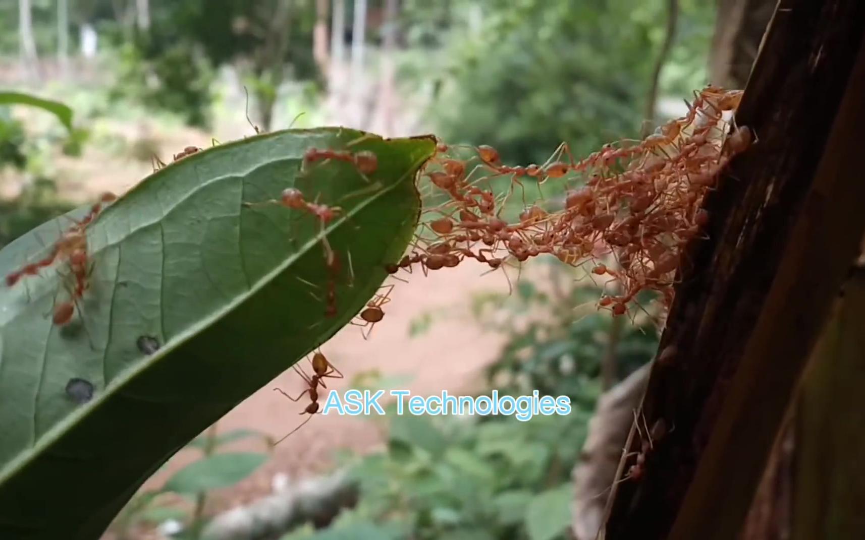 真是很团结的小蚂蚁了!