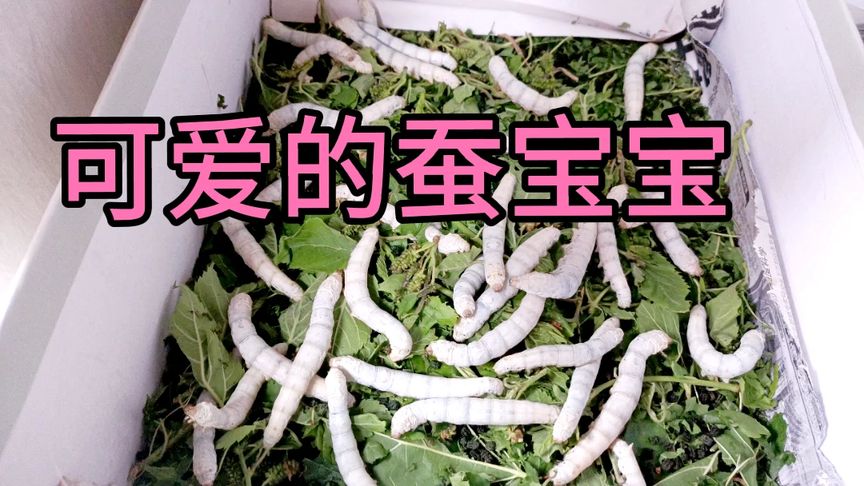 春蚕到死丝方尽,可爱蚕宝宝把一生献给了人类,到死就吐了一根丝