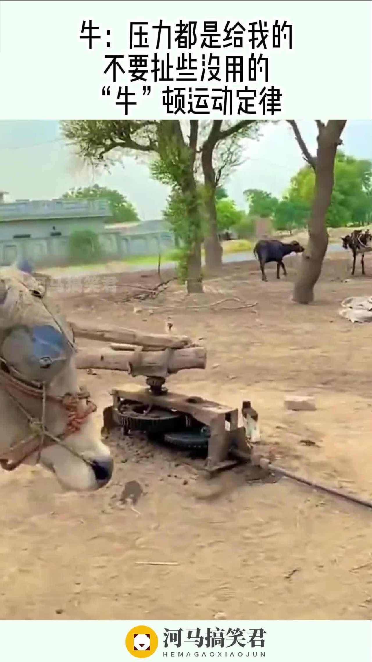 牛:压力都是给我的,不要扯些没用的,"牛"顿运动定律1